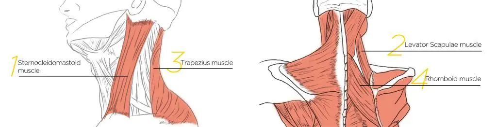 Got a Stiff Neck? TCM Treatments & Tips – PULSE TCM