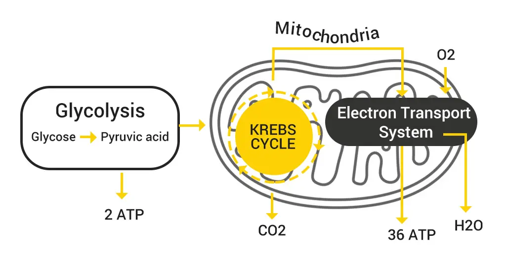 Speedy Sports Recovery in 123! – PULSE TCM